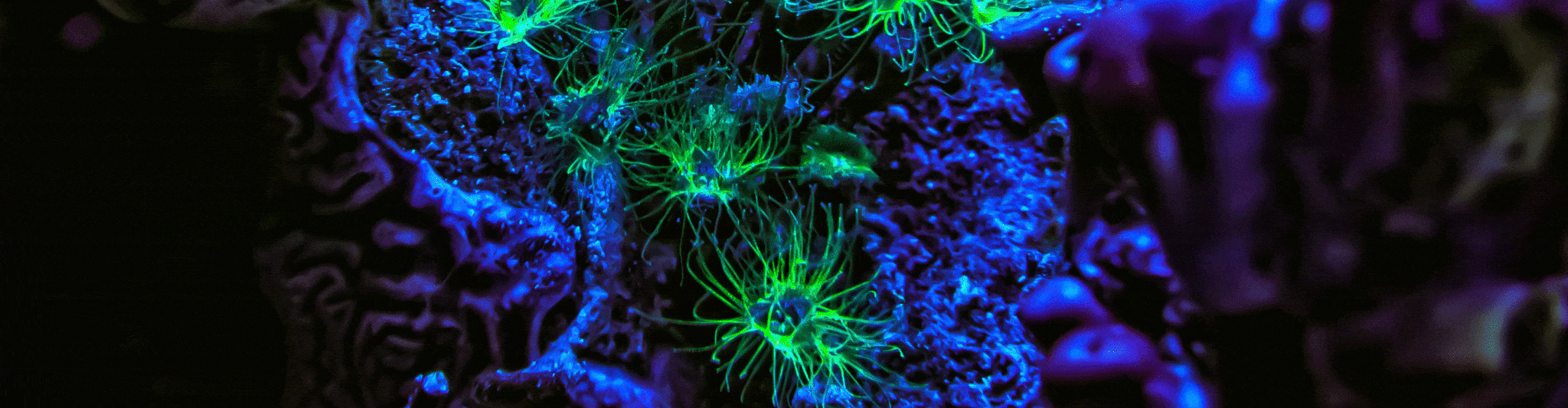Spectroscopy Configurations for Fluorescence Applications - Avantes