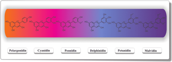 Fluorescence of Anthocyanins in Blueberries - Avantes