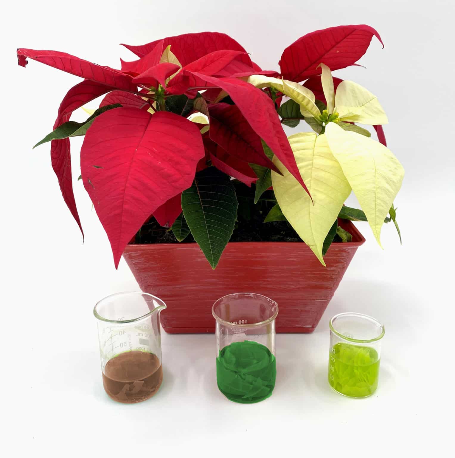 Measuring the Chlorophyll in Poinsettias with Fluorescence Spectroscopy ...