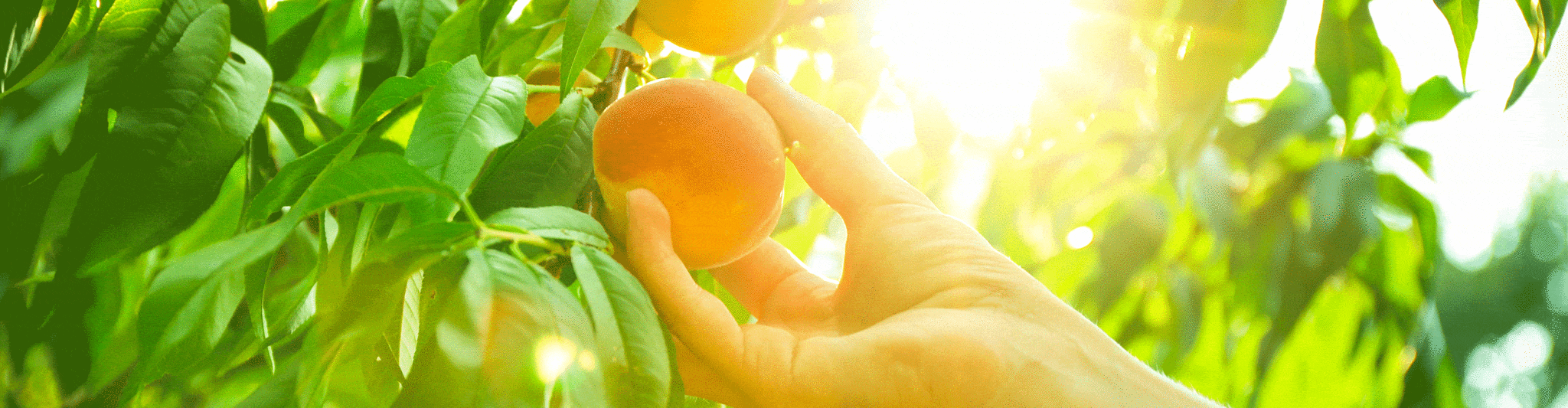 Analyzing Peach Ripeness: Linking Sugar Content to Absorbance Spectra ...